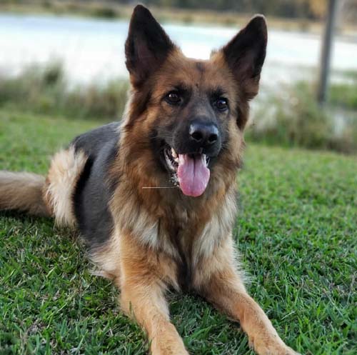 The Dogs – Ohana Dog Training Center