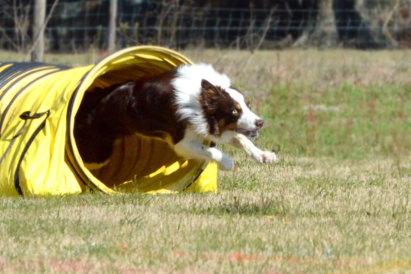 Group Training – Private In-Home Dog Training