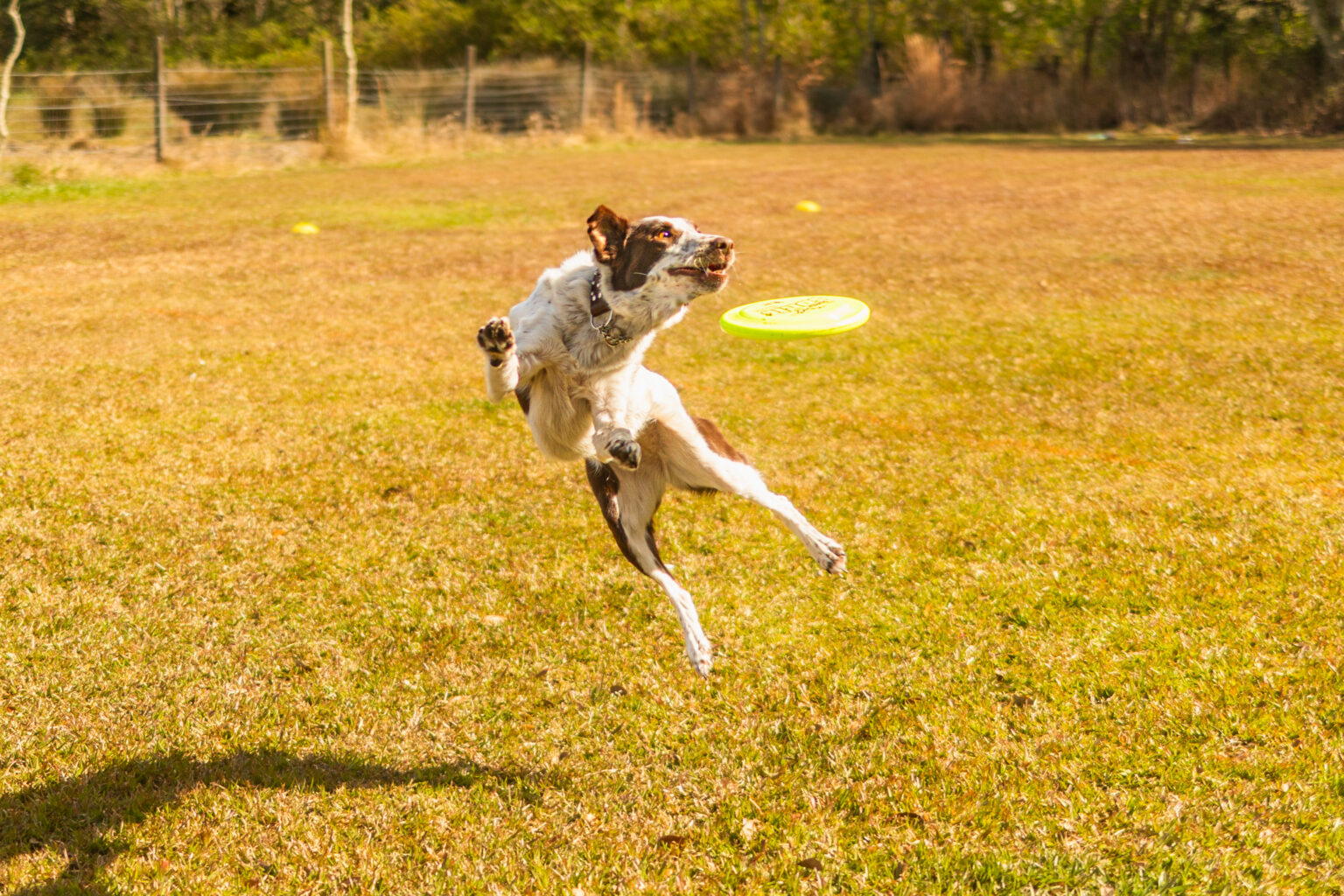 Toss & Fetch League – Private In-Home Dog Training